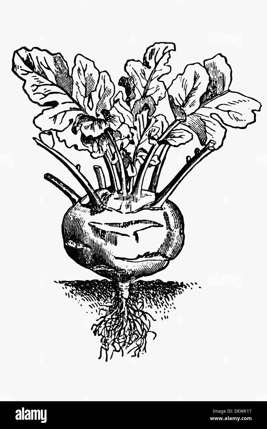 Kohlrabi drawing hi-res stock photography and images - Alamy