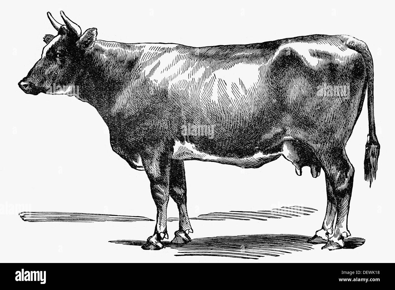 Cow drawing hi-res stock photography and images - Alamy