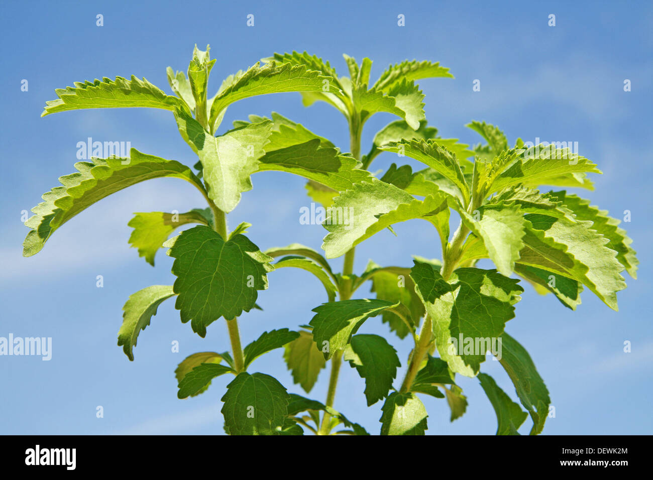 Stevia Plant Stock Photos & Stevia Plant Stock Images - Alamy