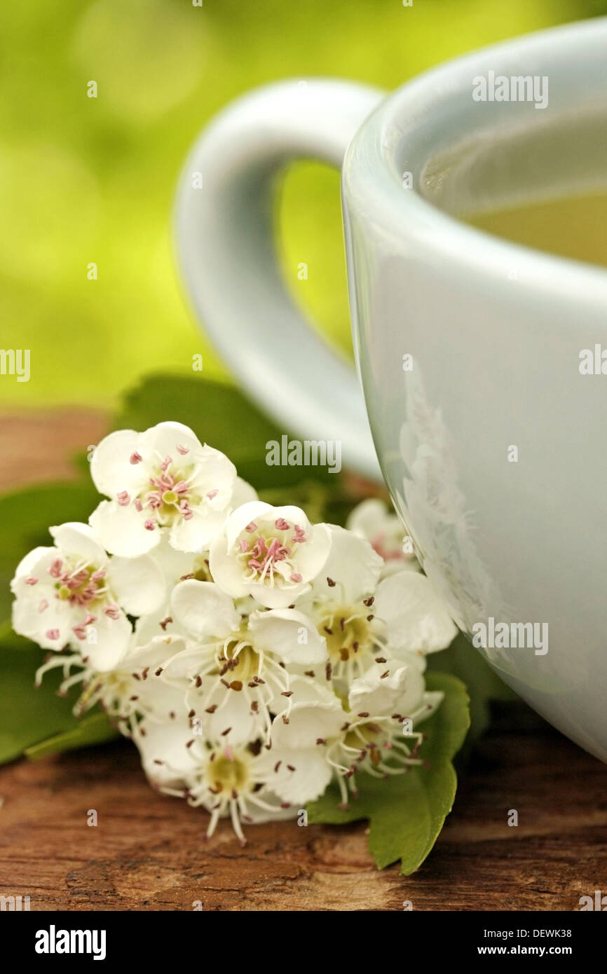 Hawthorn Tea High Resolution Stock Photography and Images - Alamy