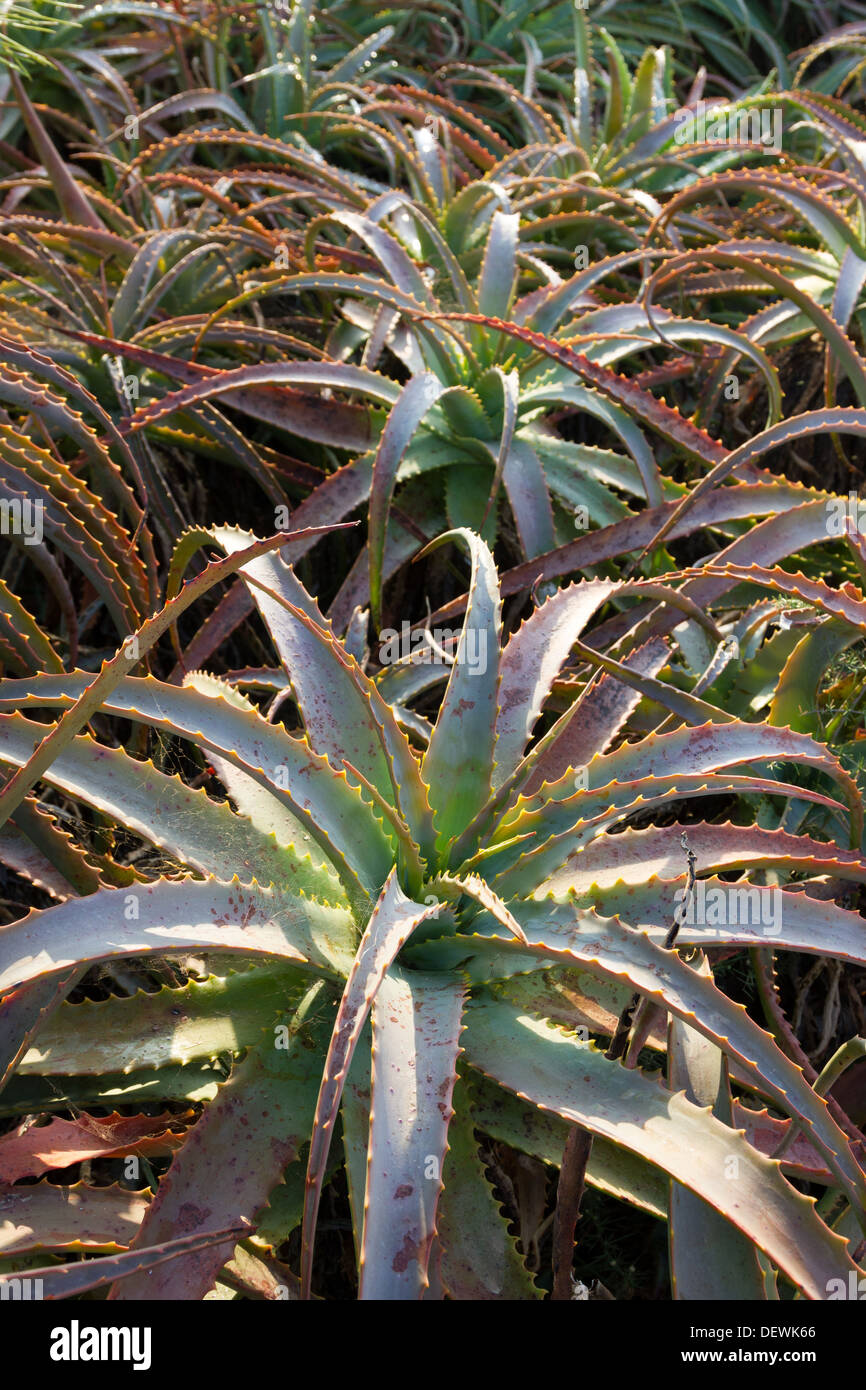Upright plants hi-res stock photography and images - Alamy