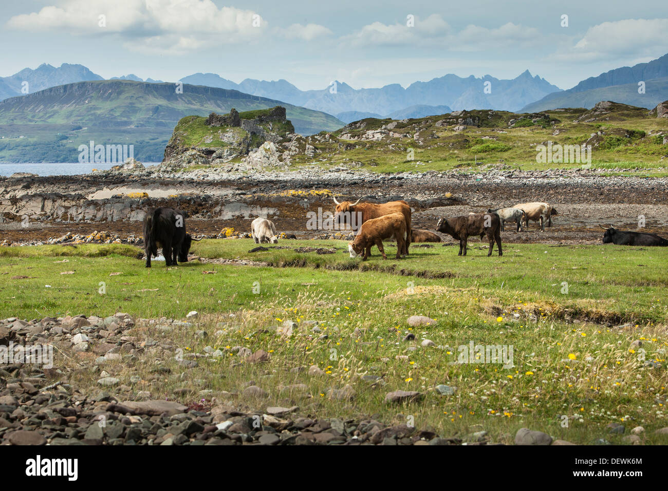 Cattle on Machair at Tokavaig on the Isle of Skye in Scotland Stock ...