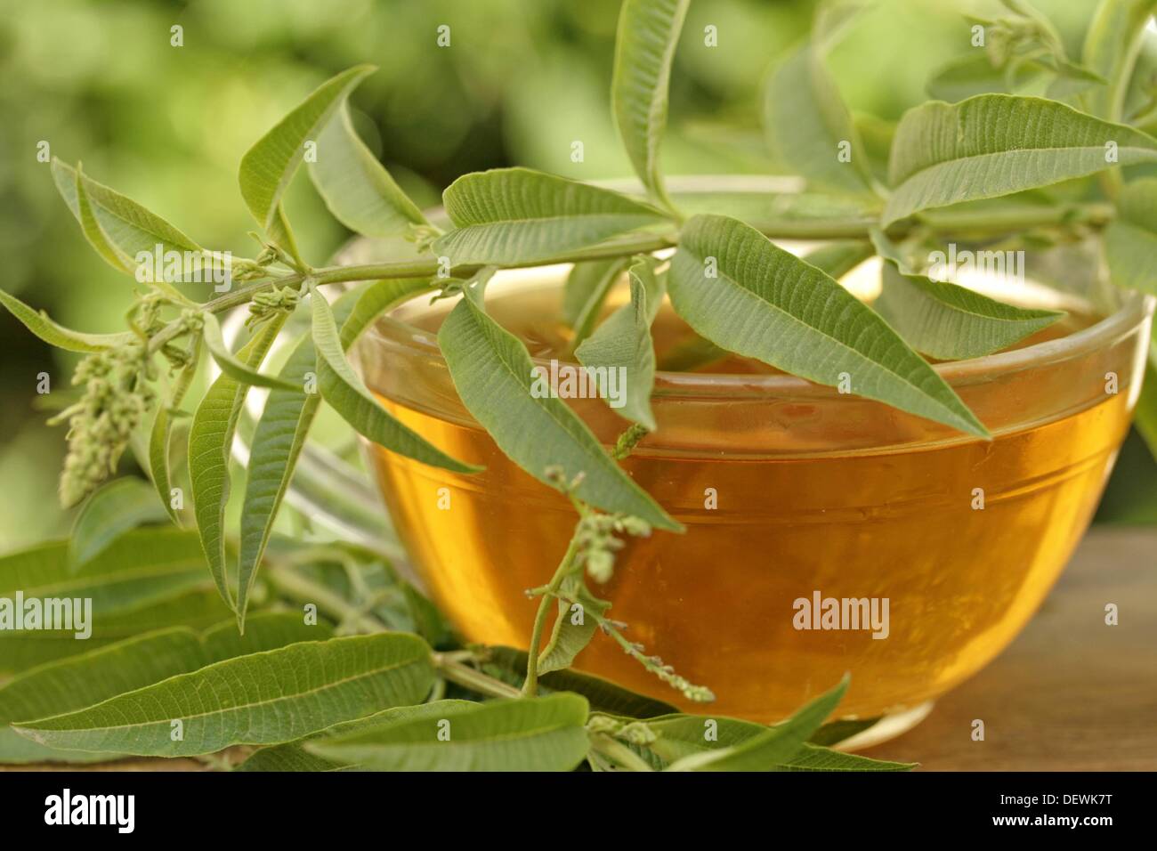 Lippia triphylla hi-res stock photography and images - Alamy