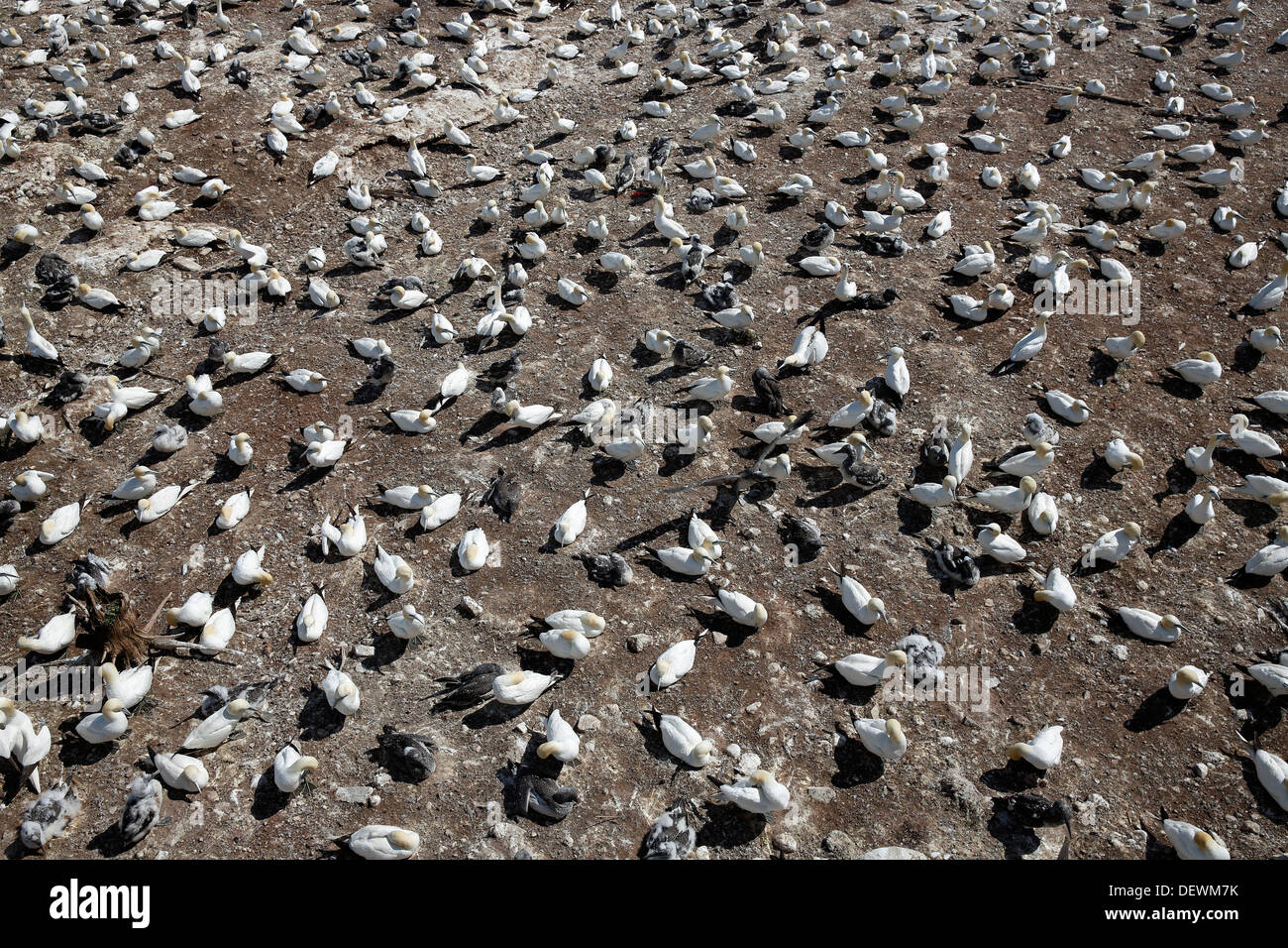 Colony nesting bird hi-res stock photography and images - Alamy