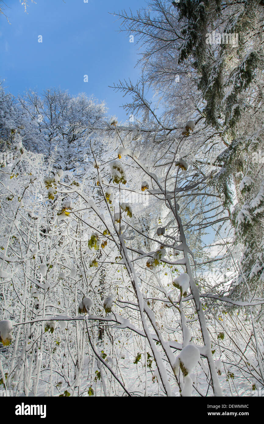 Winter forest scene at Battle hill in Aberdeenshire, Scotland Stock ...