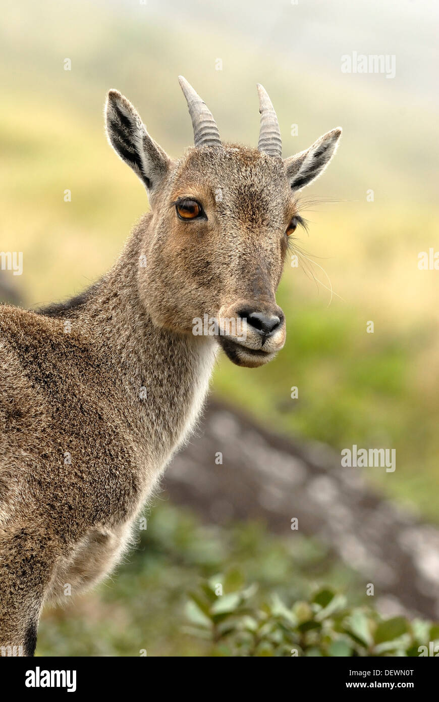 Nilgiri tahr hi-res stock photography and images - Alamy