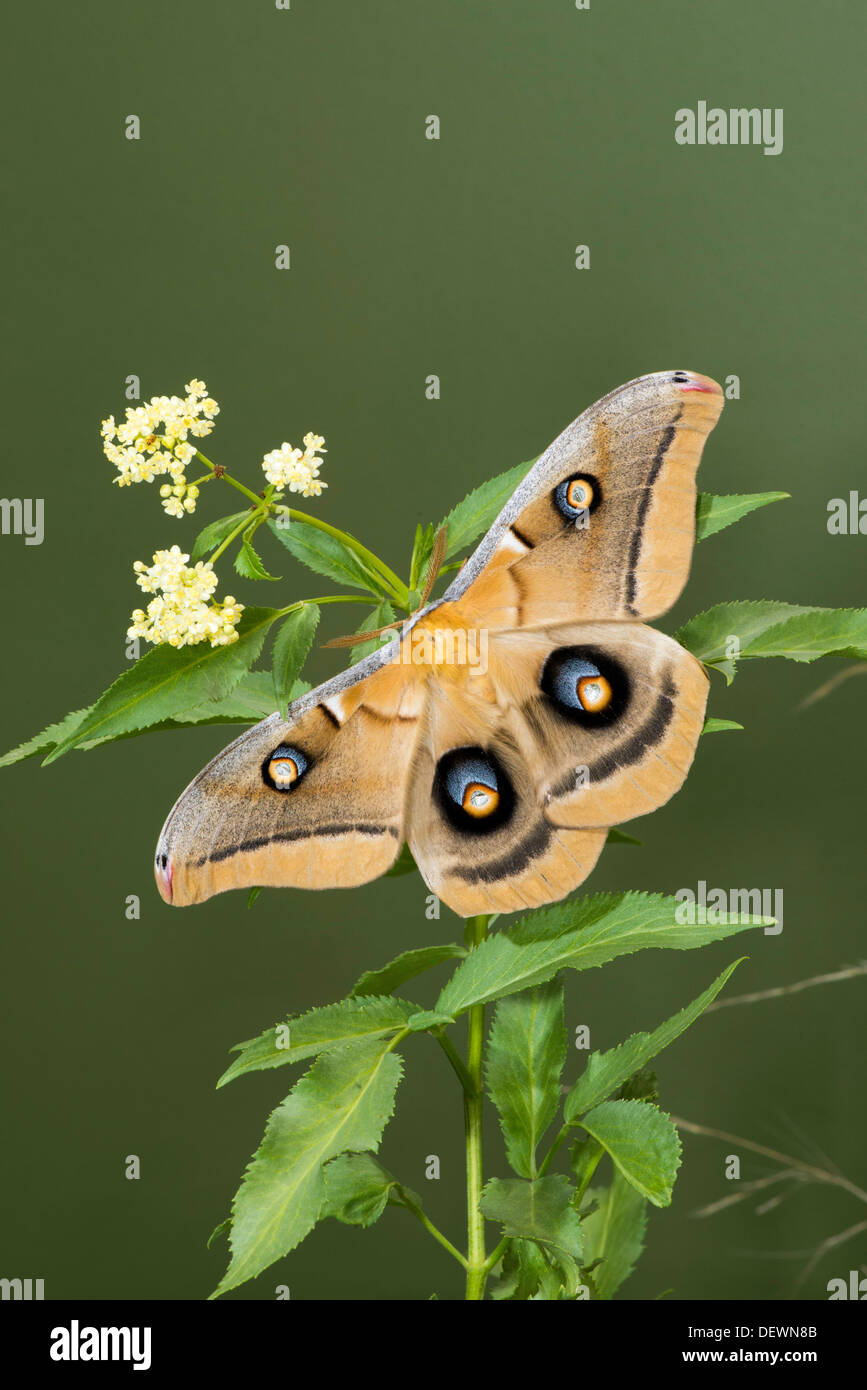 Polyphemus Moth Antheraea polyphemus Tucson, Arizona, United States 15 ...