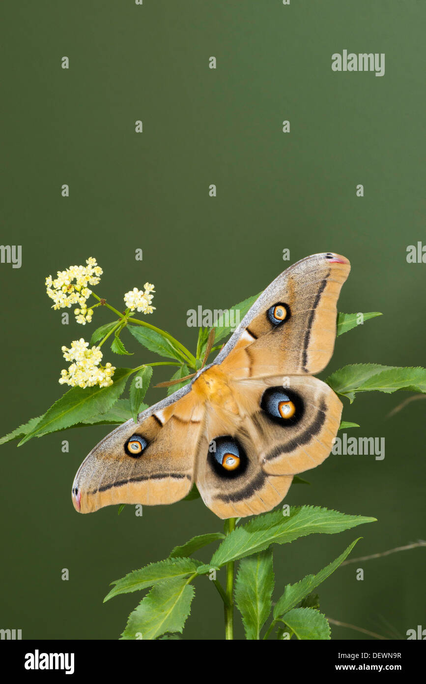 Polyphemus Moth Antheraea polyphemus Tucson, Arizona, United States 15 ...