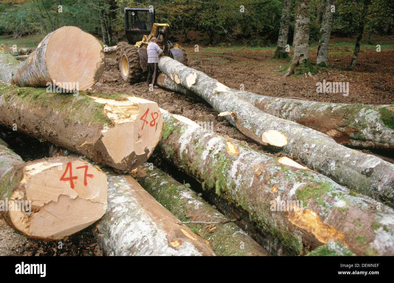 Deforestation. Irati Forest. Navarre. Spain Stock Photo - Alamy