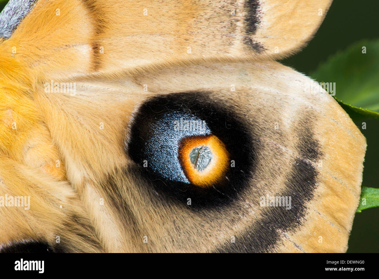 Polyphemus Moth Antheraea polyphemus Tucson, Arizona, United States 15 ...