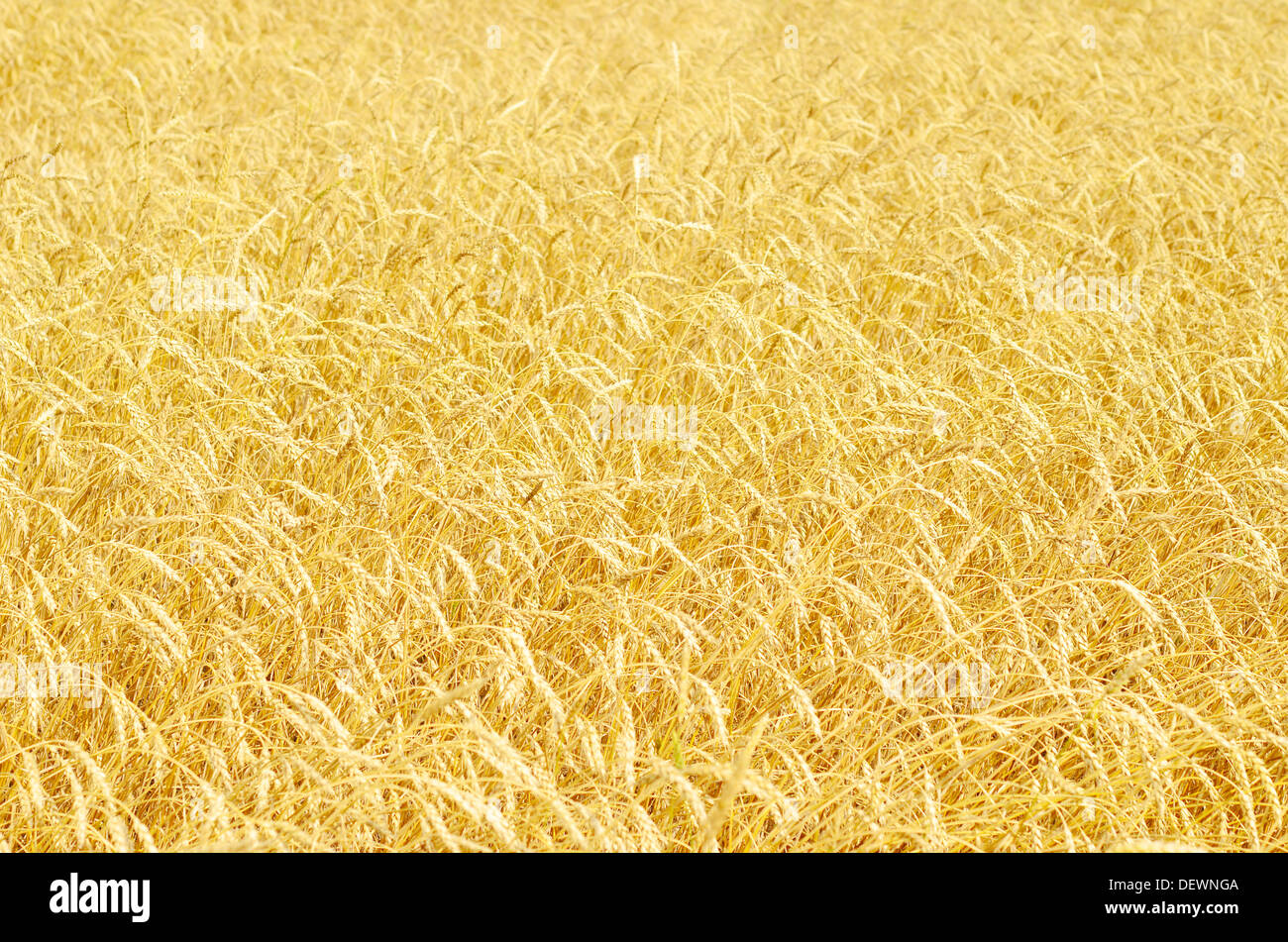 wide wheat field Stock Photo - Alamy