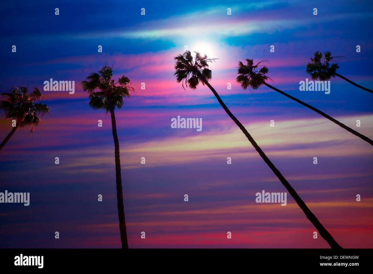 California palm trees group sunset with colorful sky Stock Photo - Alamy