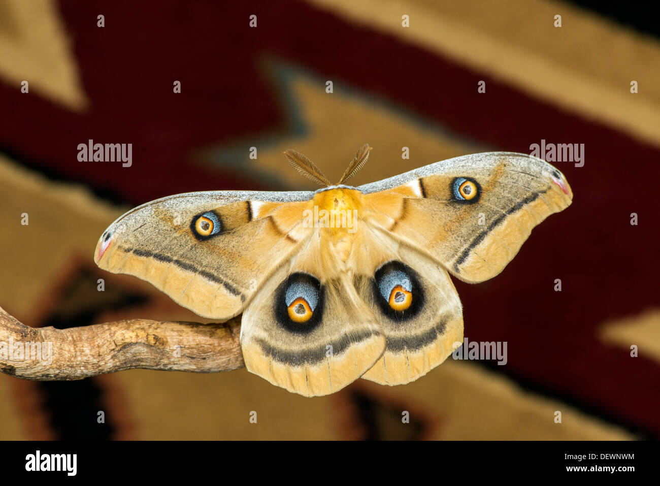 Polyphemus Moth Antheraea polyphemus Tucson, Arizona, United States 15 ...