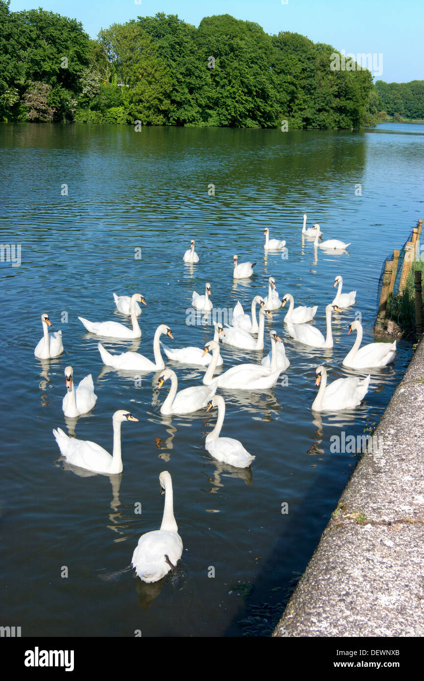 Swans by the riverside hi-res stock photography and images - Alamy