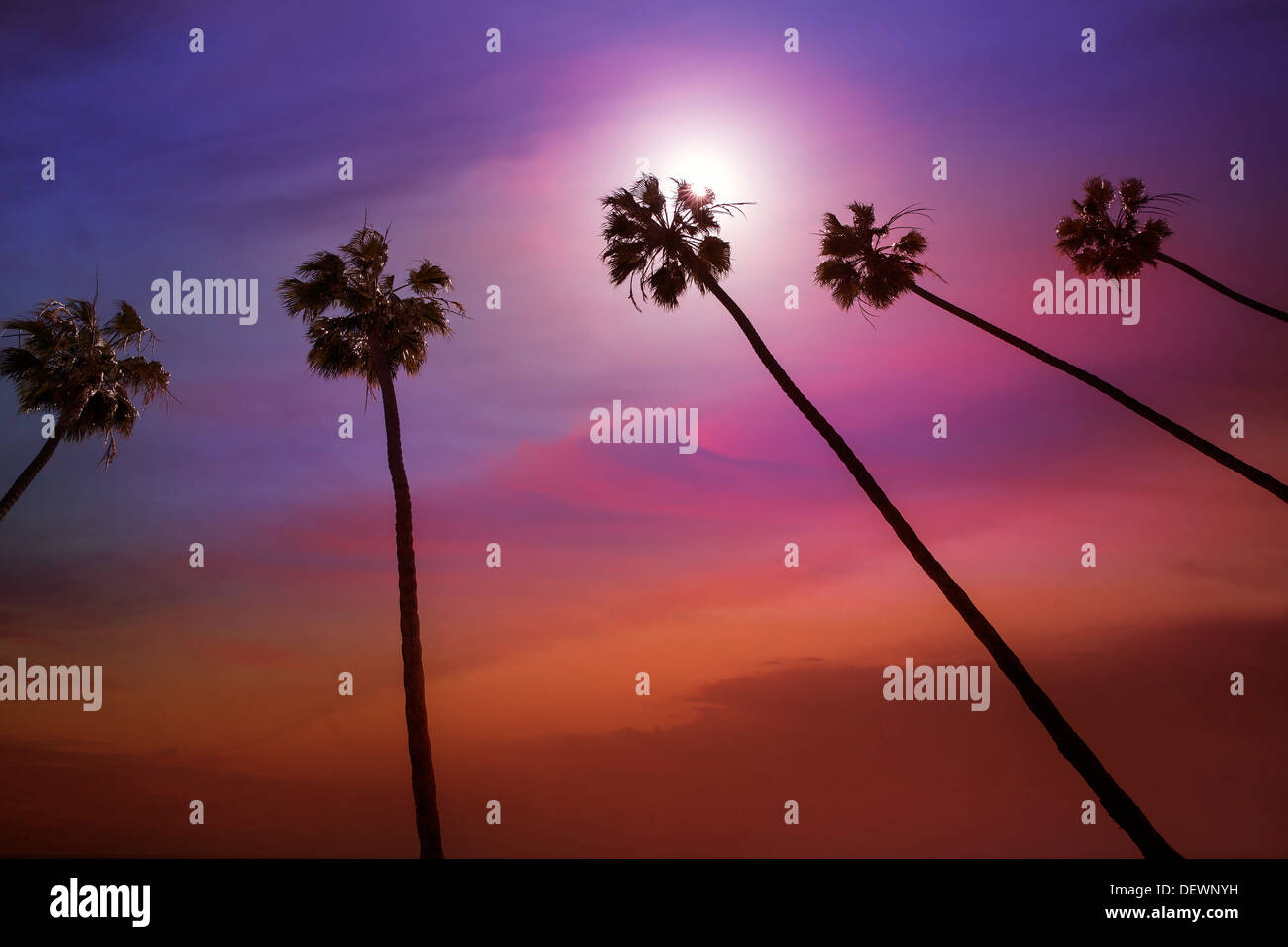 California palm trees group sunset with colorful sky Stock Photo - Alamy