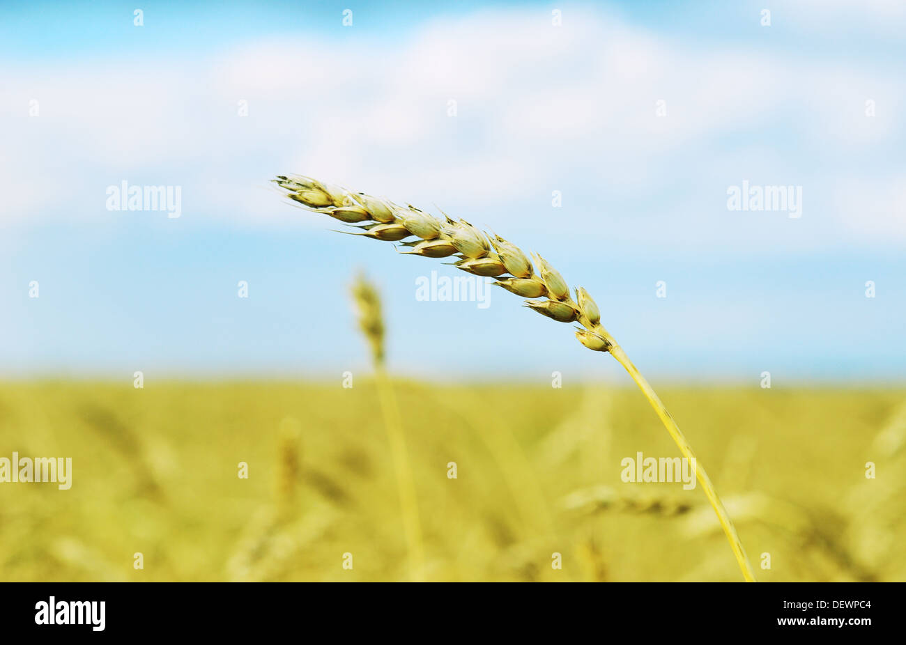 Ear single wheat hi-res stock photography and images - Alamy