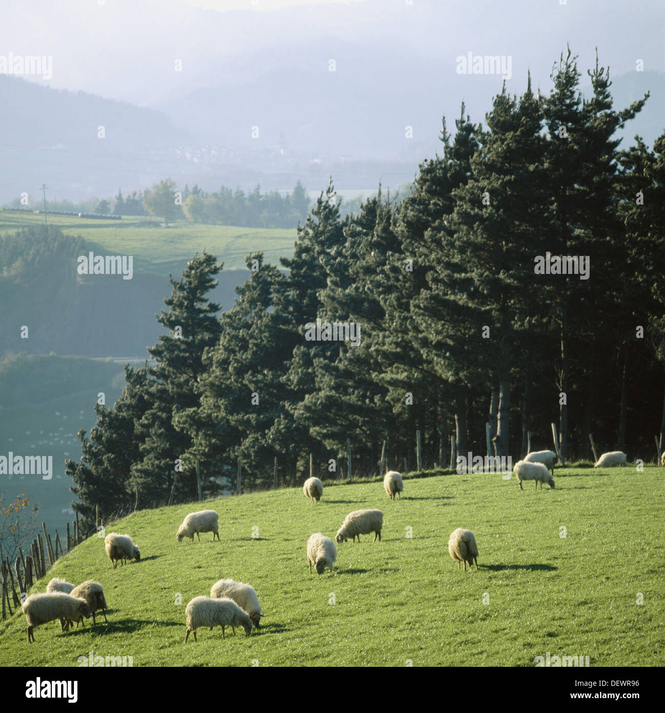Idiazabal hi-res stock photography and images - Alamy