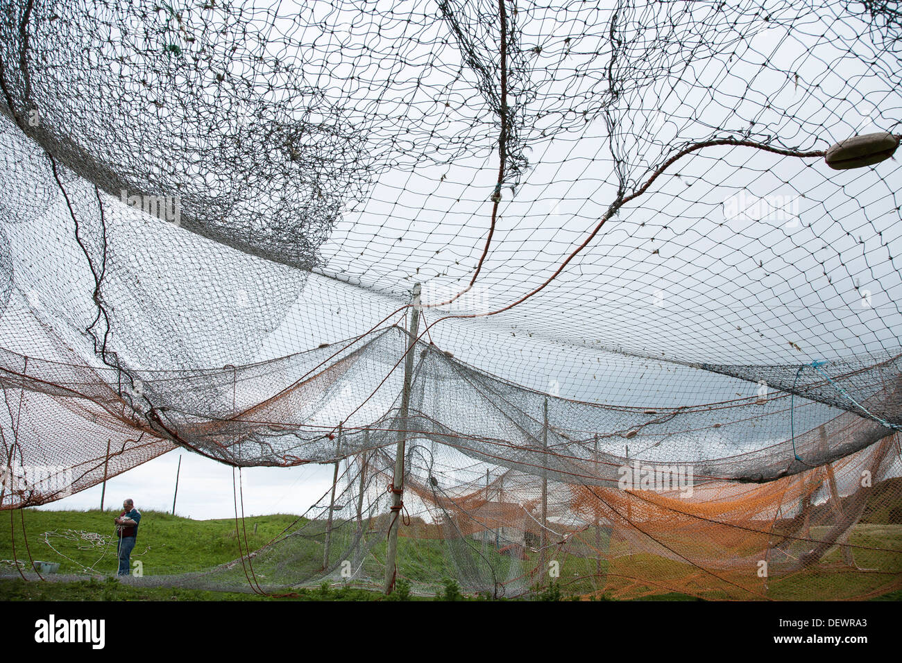 Fisherman repairing Salmon nets at St Cyrus,Scotland Stock Photo - Alamy