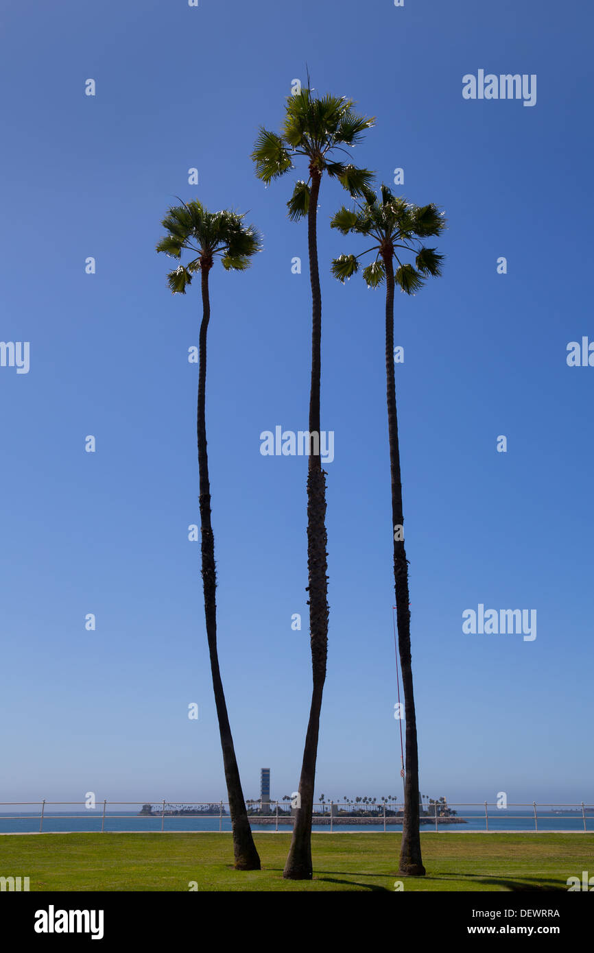 California high palm trees group on blue sky in chaffe island near long ...