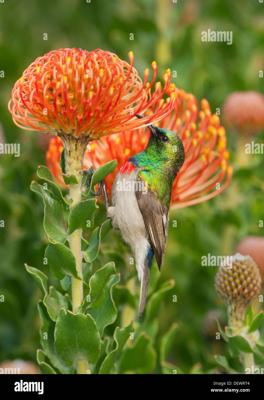 African Sunbirds High Resolution Stock Photography and Images - Alamy