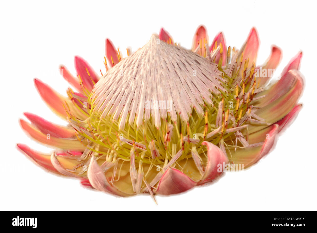 Protea garden hi-res stock photography and images - Alamy