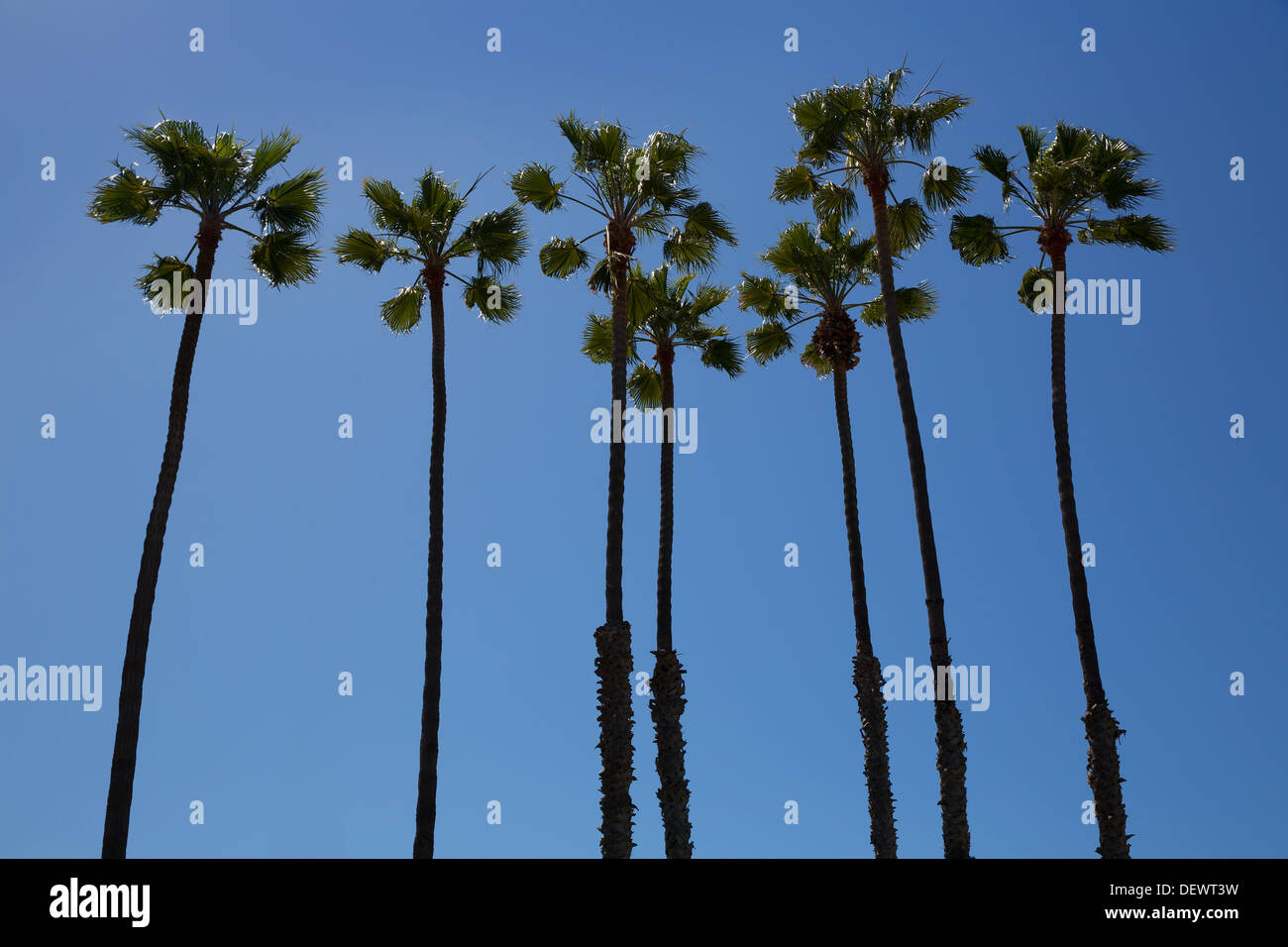 California high palm trees group on blue sky Stock Photo - Alamy