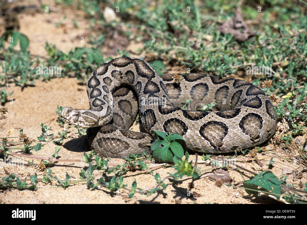 Viper russell hi-res stock photography and images - Alamy