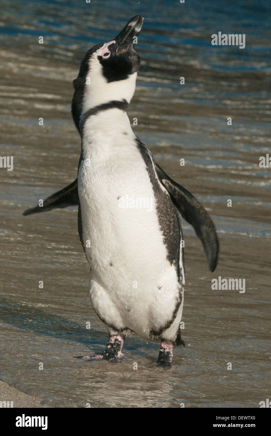African penguin shaking wet hi-res stock photography and images - Alamy