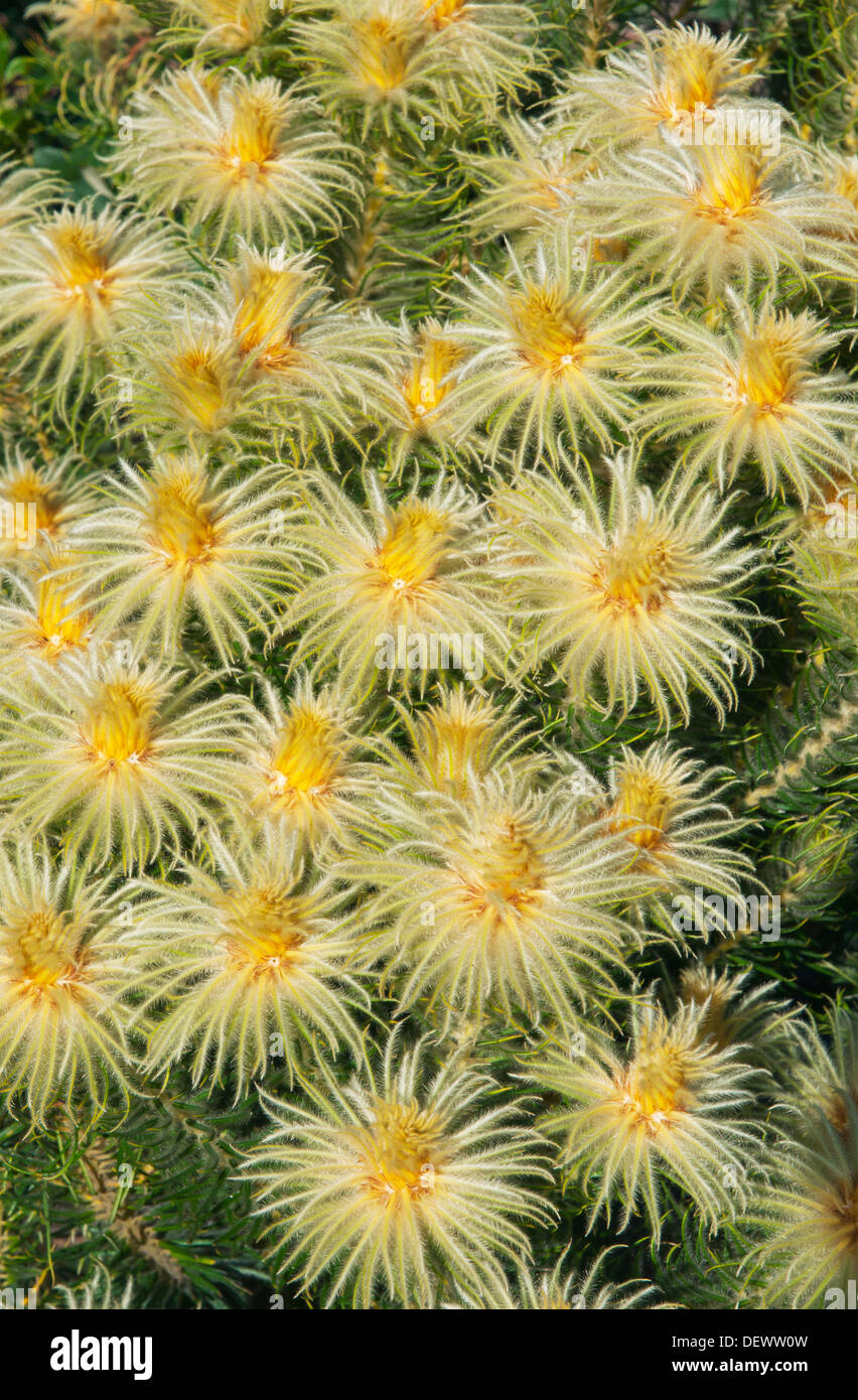 Featherhead flowers (Phylica pubescens) Cape Peninsula, South Africa ...