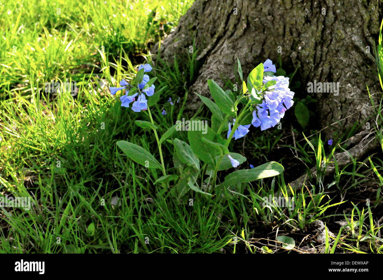 Flower flowers grass hi-res stock photography and images - Alamy