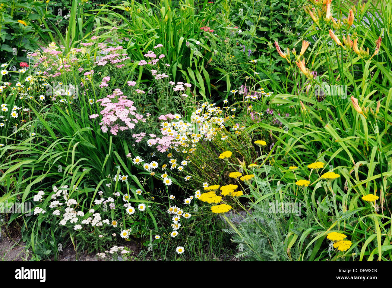 Naturalized backyard hi-res stock photography and images - Alamy