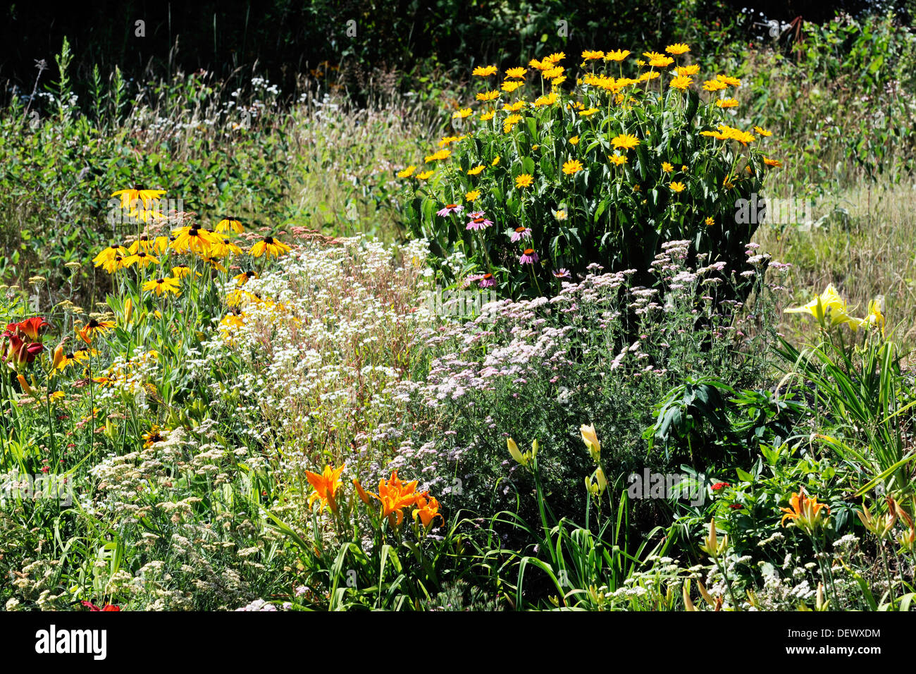 Naturalized Backyard High Resolution Stock Photography and Images - Alamy