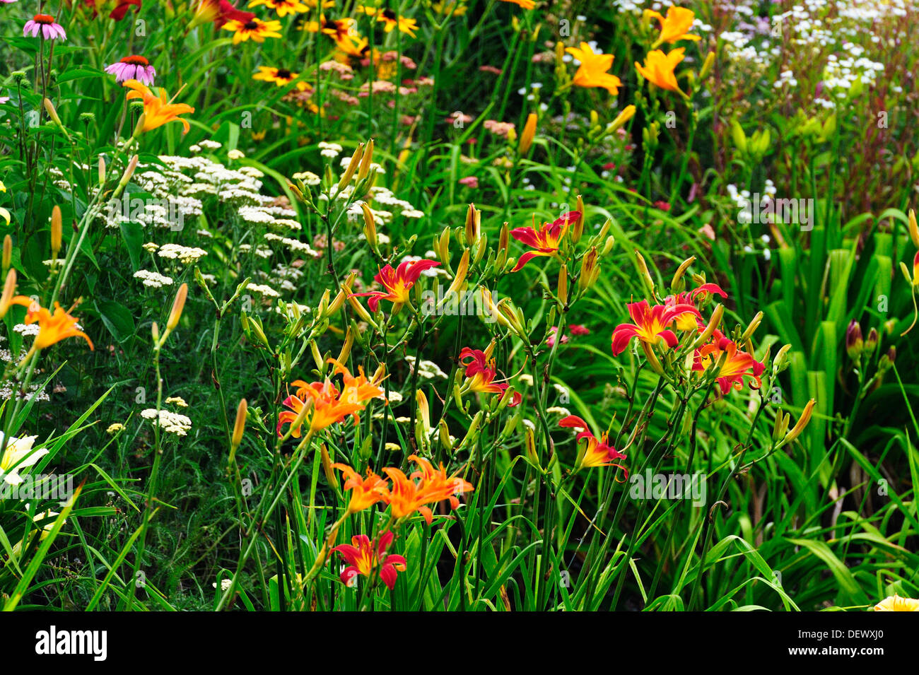 Naturalized Backyard High Resolution Stock Photography and Images - Alamy