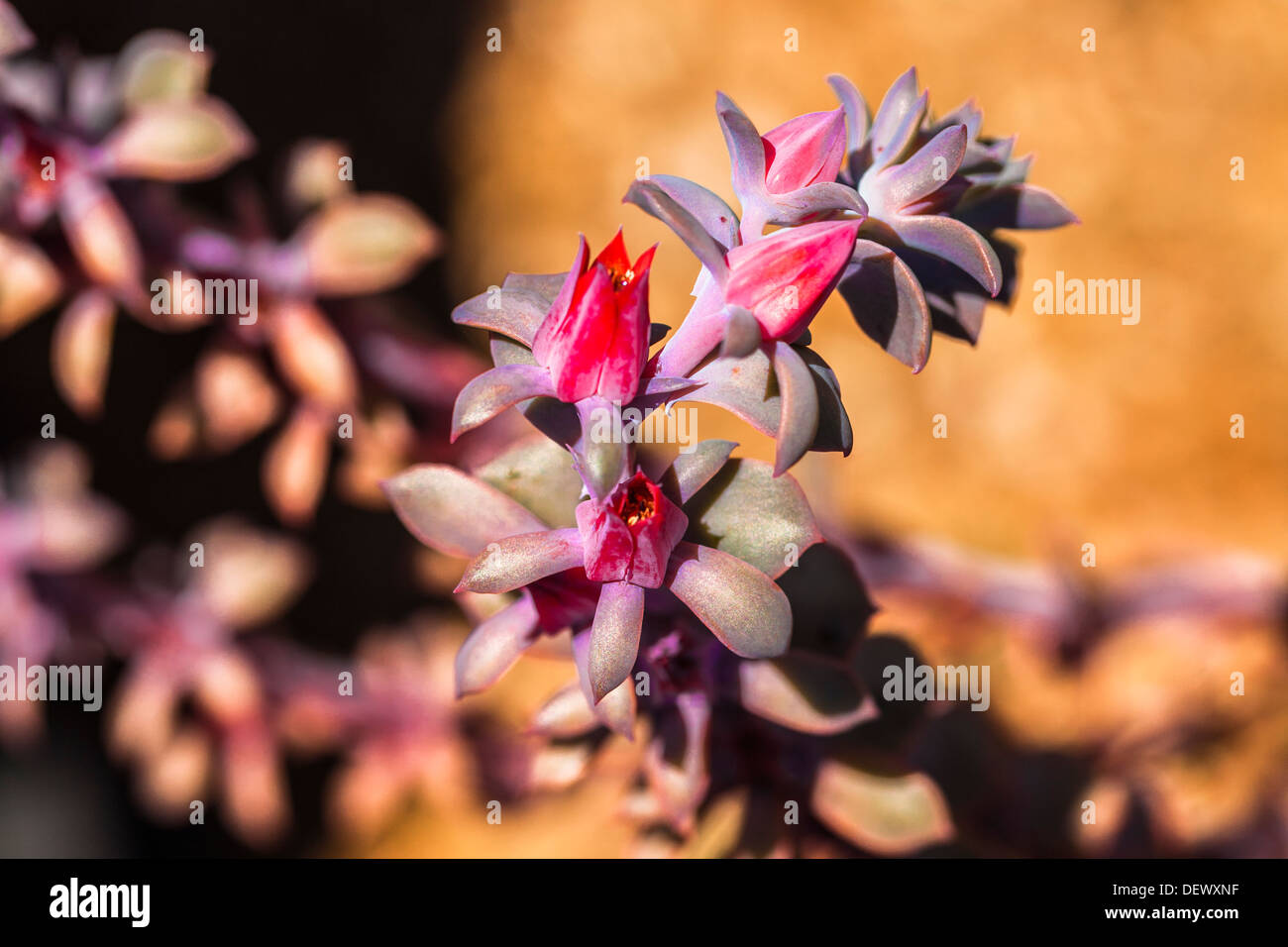 Pink Native Australian Echeveria flowering Succulent Stock Photo - Alamy