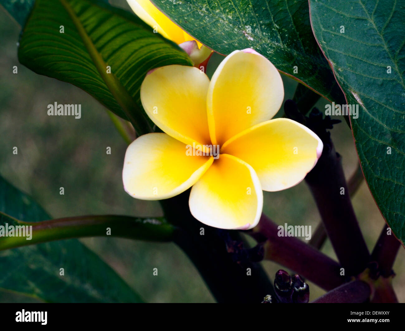 Single bloom of yellow Plumeria or frangipani variety Celadine Stock ...