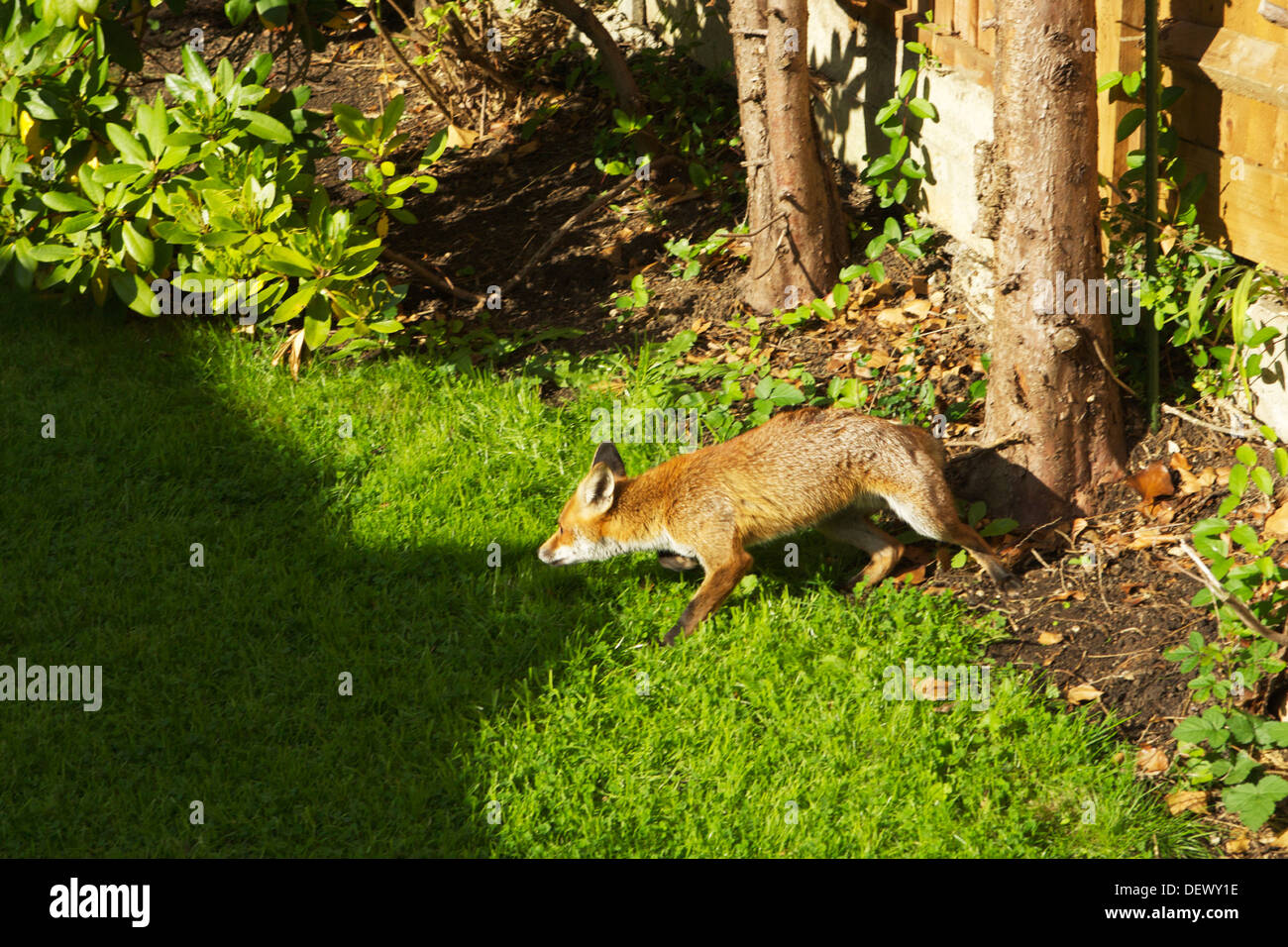 Fox cub in urban garden Stock Photo - Alamy