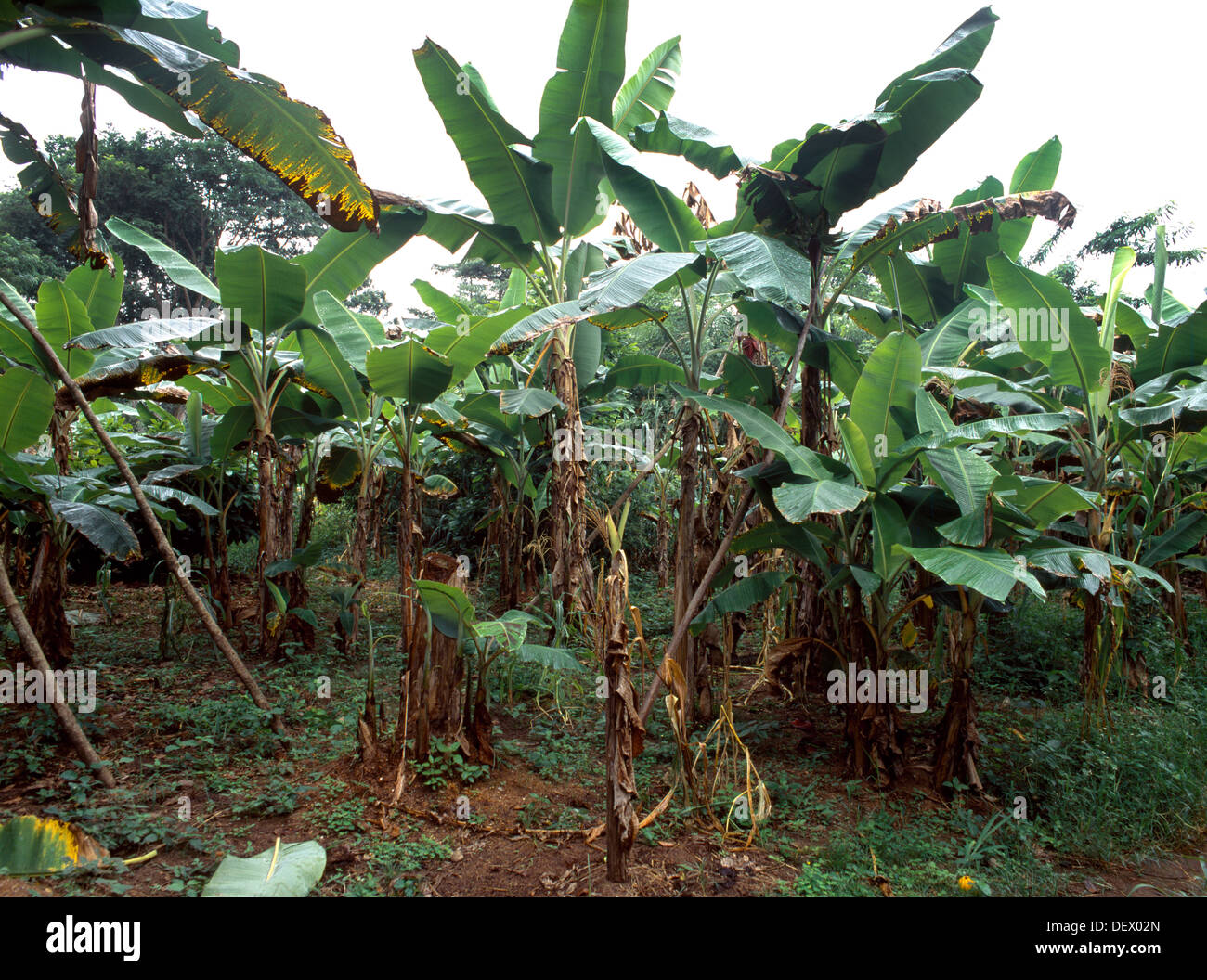 Ashanti Ghana Plantain Trees Stock Photo - Alamy