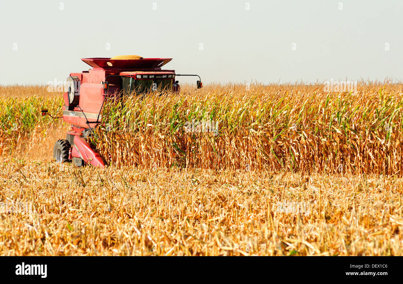 A Case IH 2388 combine harvests corn Stock Photo - Alamy