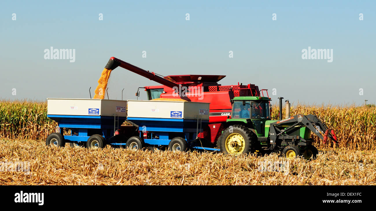 A Case IH 2388 combine harvests corn Stock Photo - Alamy