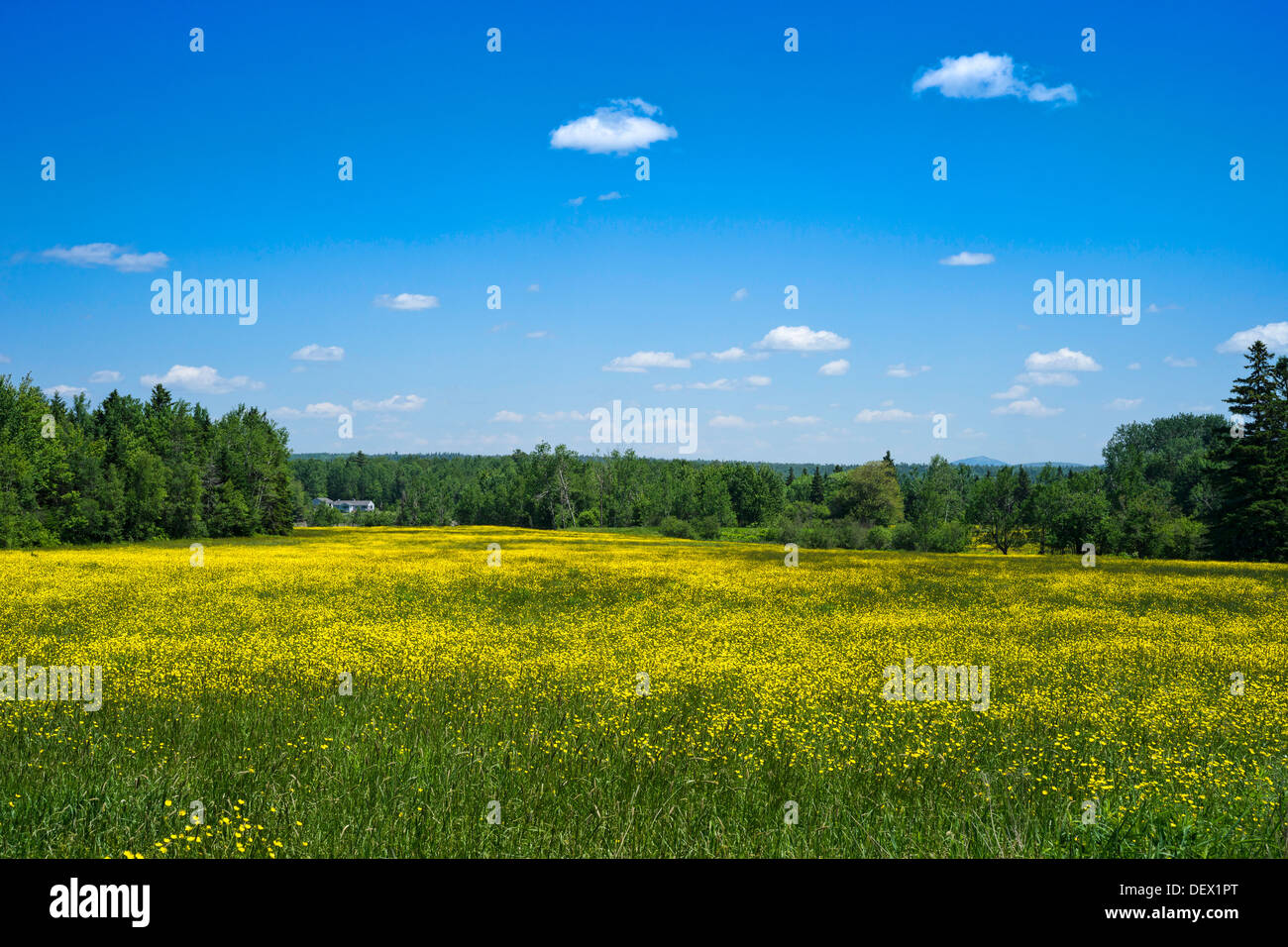 Maine Countryside