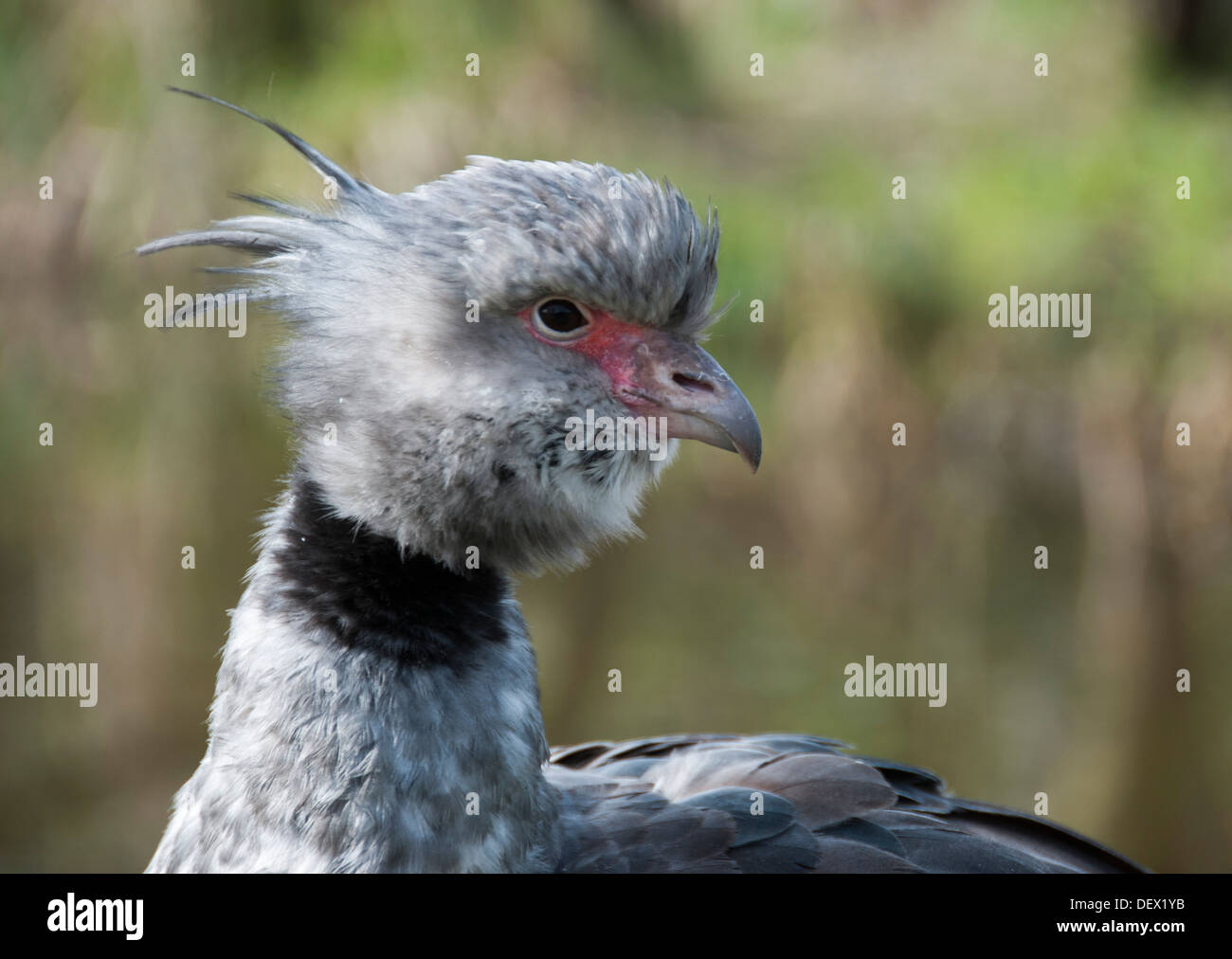 Crested screamer bird hi-res stock photography and images - Alamy