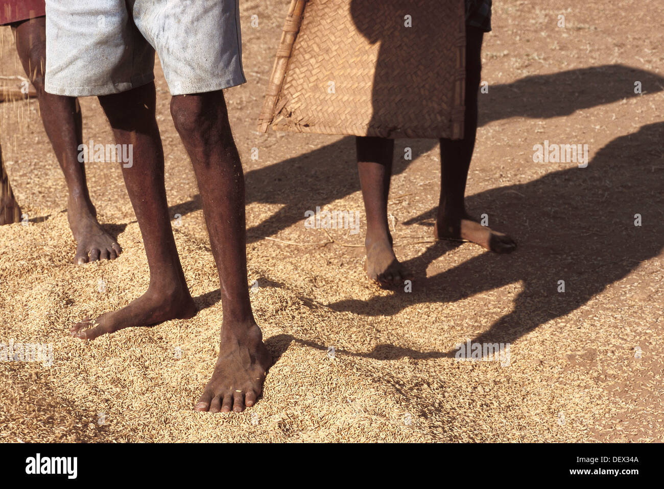Rice husking hi-res stock photography and images - Alamy