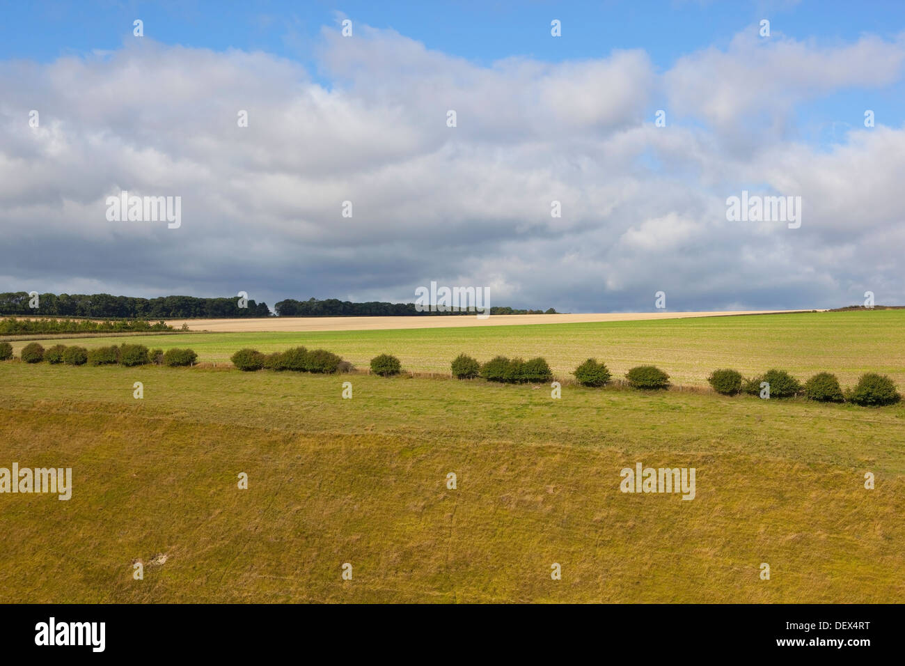 a grassy valley in Horsedale in the Yorkshire wolds england with trees ...