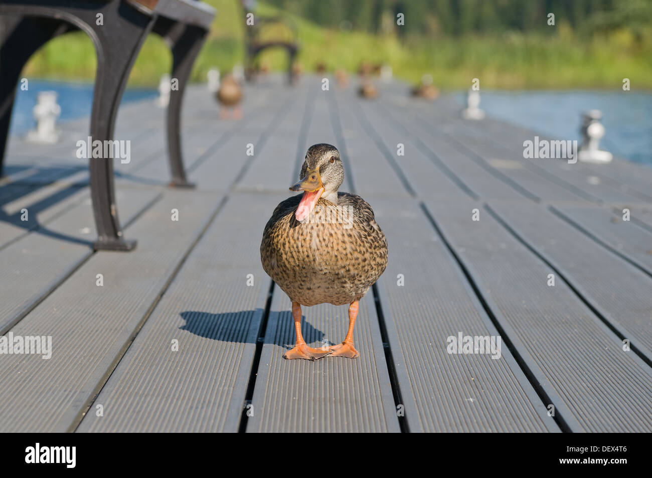 Quacks hi-res stock photography and images - Alamy