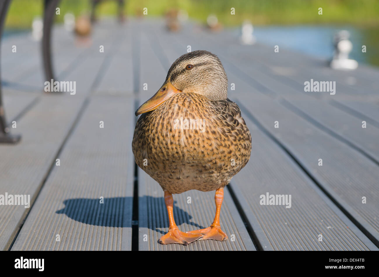 Duck resting on a wooden dock Stock Photo - Alamy
