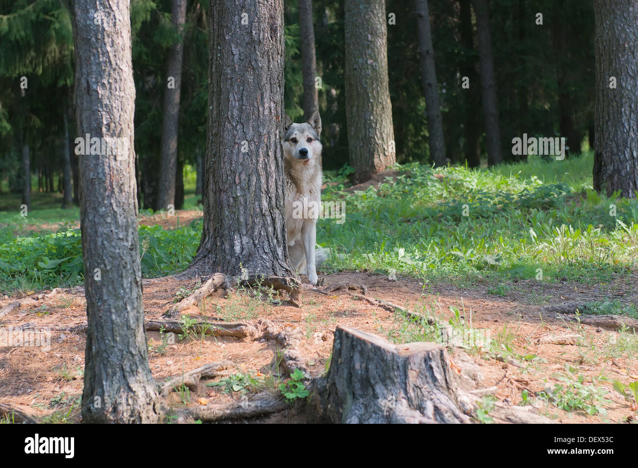 Feral dog hiding behind a tree Stock Photo - Alamy