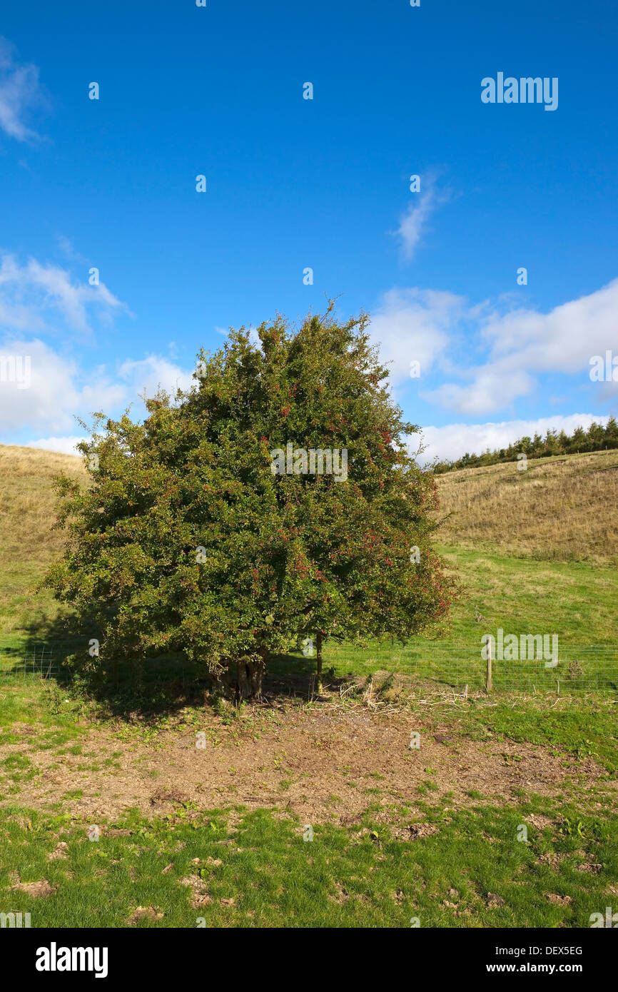 a-lone-hawthorn-tree-with-red-berries-in-a-green-pasture-under-a-blue