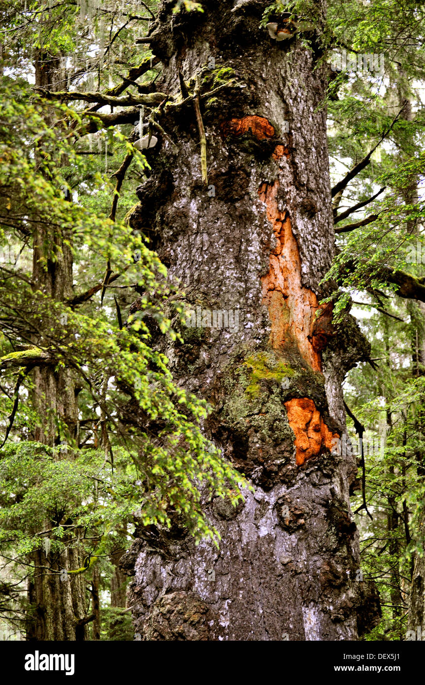 Sitka ancient tree Stock Photo - Alamy