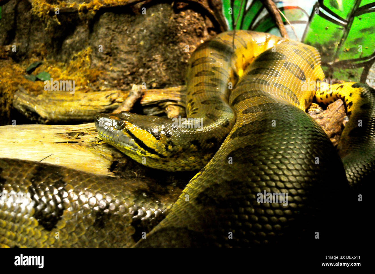 Snake cage hi-res stock photography and images - Alamy