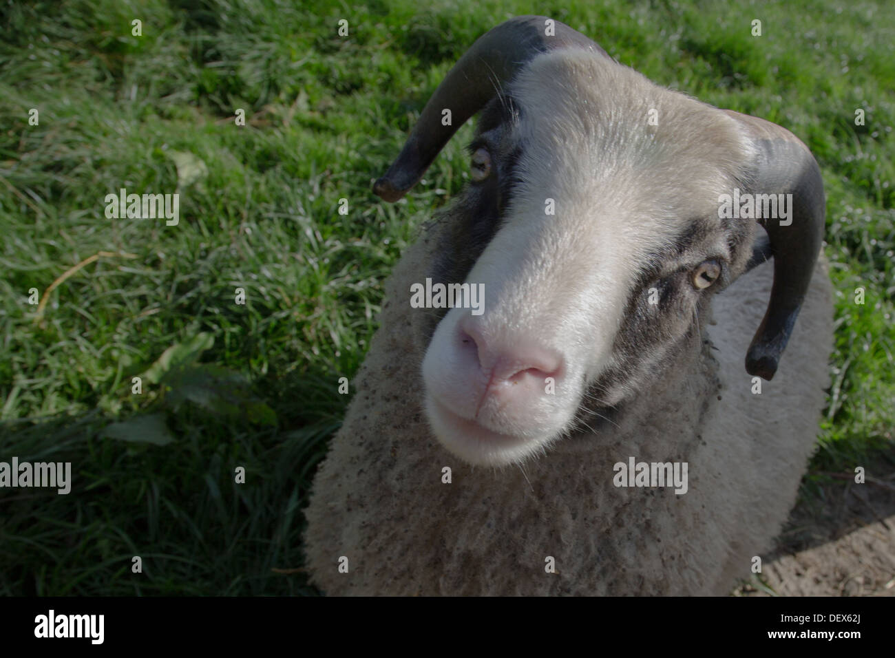 Shetland sheep ram Stock Photo - Alamy